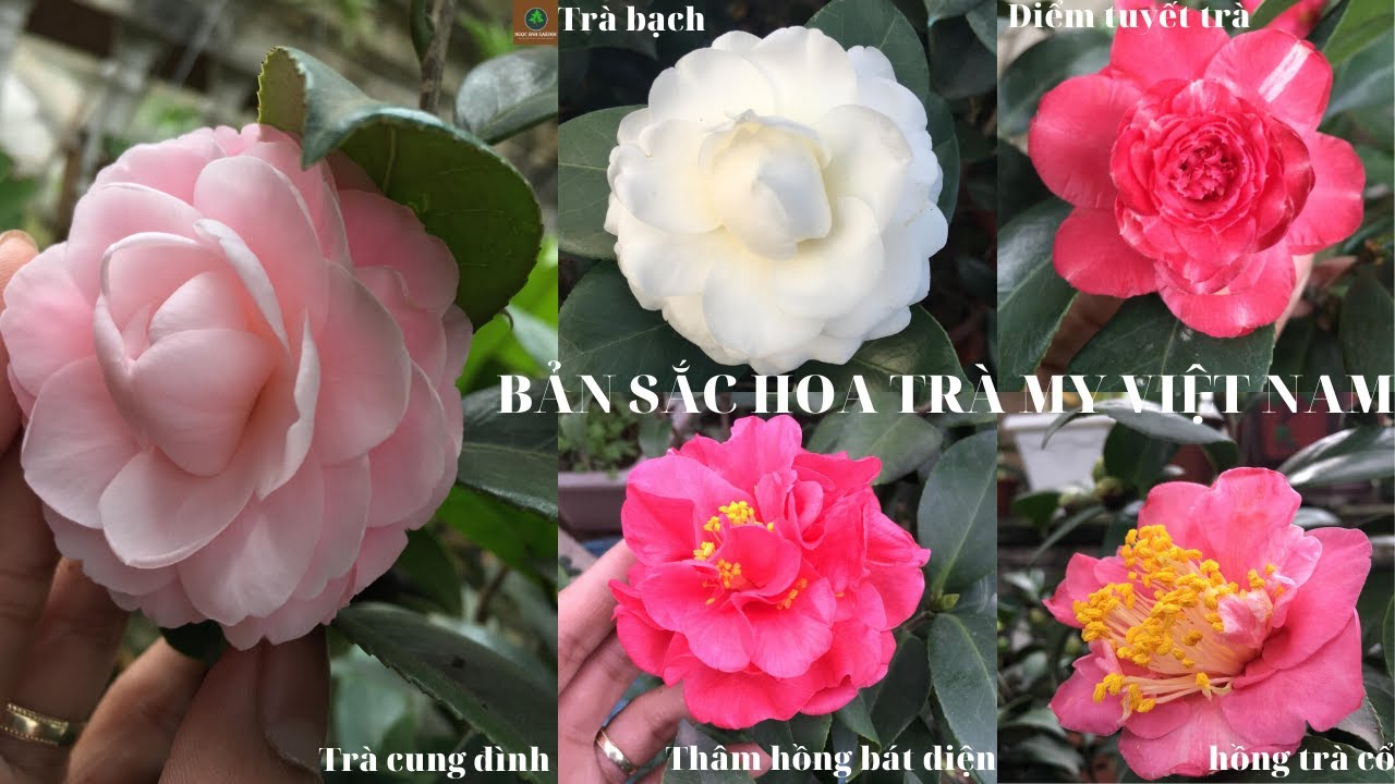 Top 5+ Hoa Trà My Đẹp Nhất Việt Nam - Top Bài Viết - TopList ...